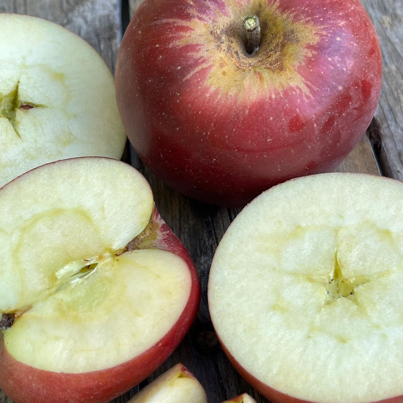 ARKANSAS BLACK APPLES – PenrynOrchardSpecialties.com
